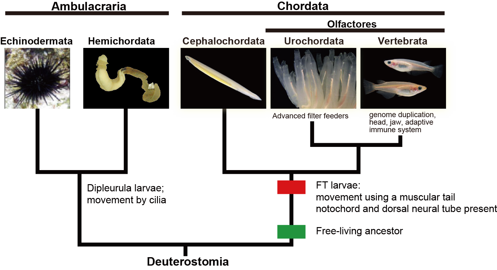 Marine Genomics Unit (Noriyuki Satoh) | OIST Groups