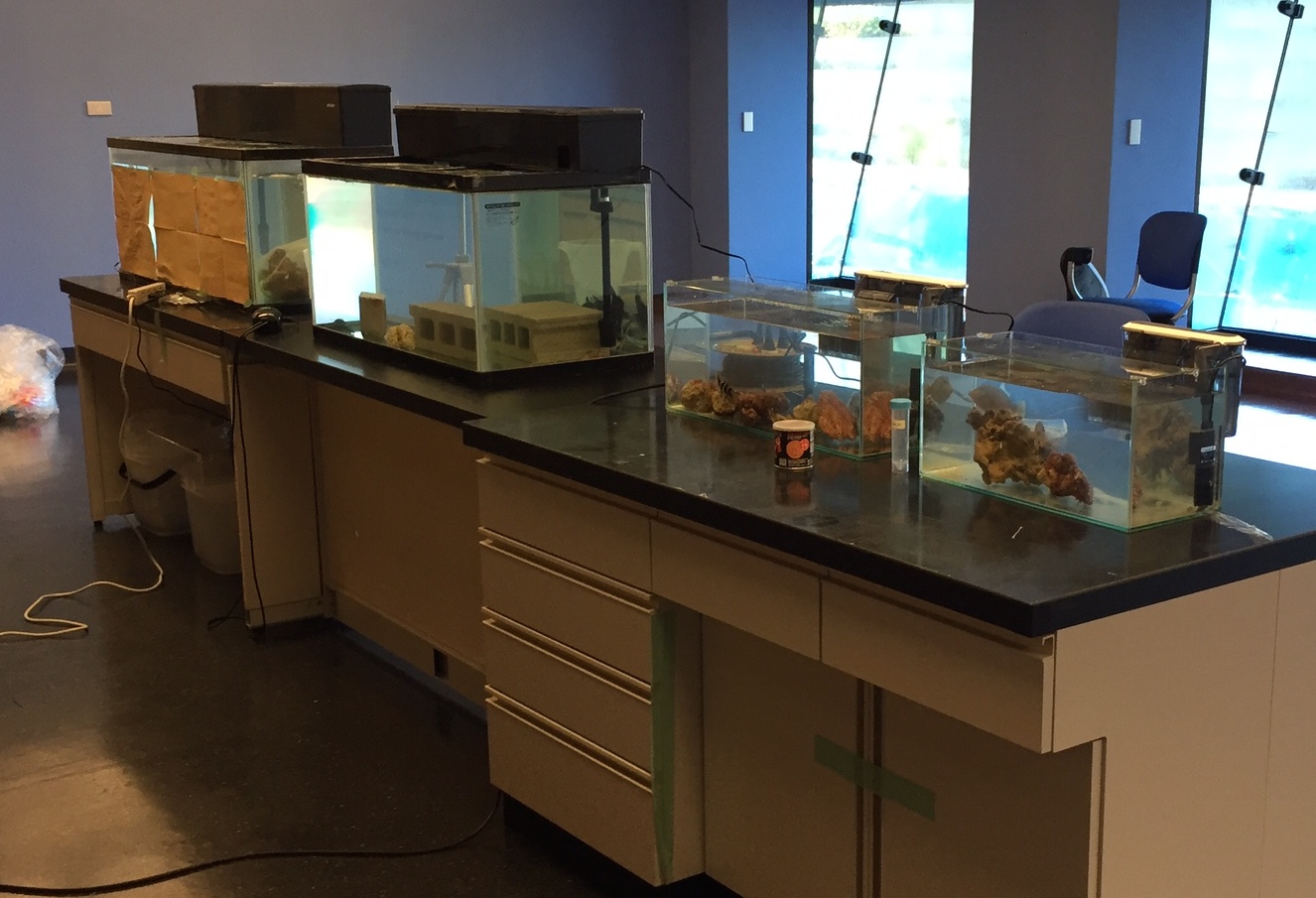 Fieldwork support on fish survey and sampling フィールド調査と魚類のサンプリングサポート ...