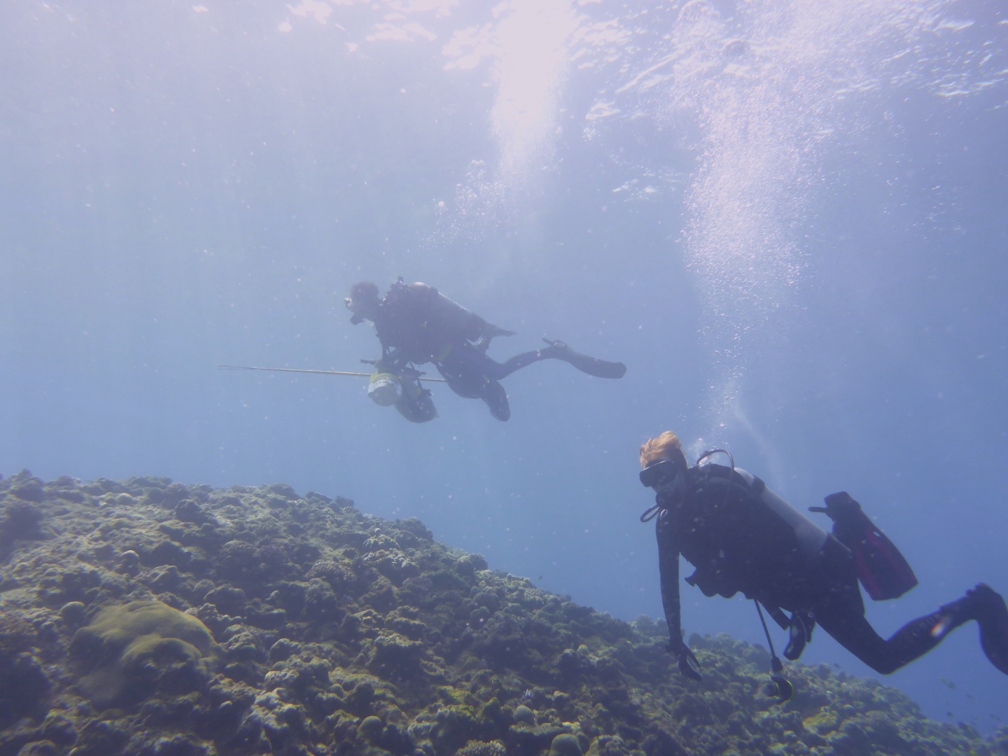 Fieldwork support on fish survey and sampling フィールド調査と魚類のサンプリングサポート ...